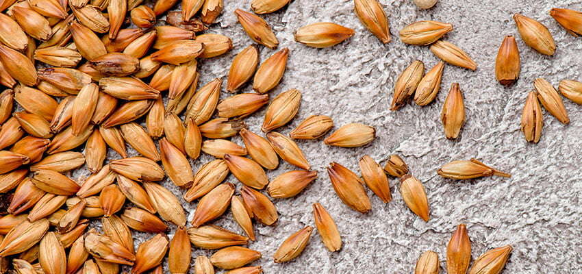 GrainCorp excited by prospects for malt