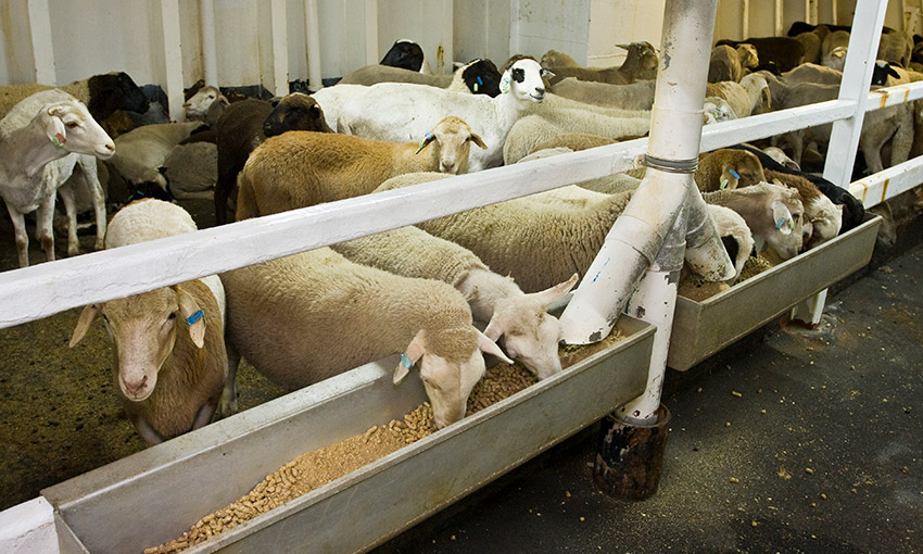 Advocate wanted to ease live sheep export anger